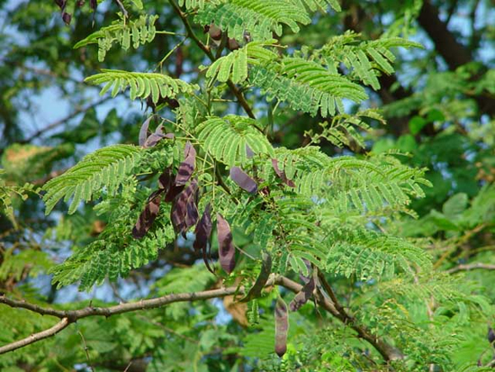 Jharkhand Biodiversity Portal