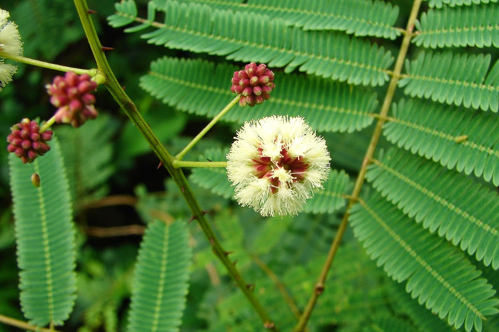 Jharkhand Biodiversity Portal